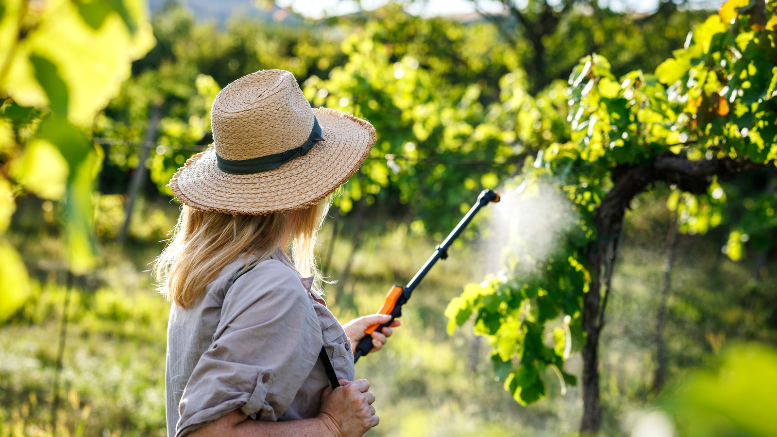 What's The Best Fungicide For Keeping Mushrooms And Mold Out Of Your ...