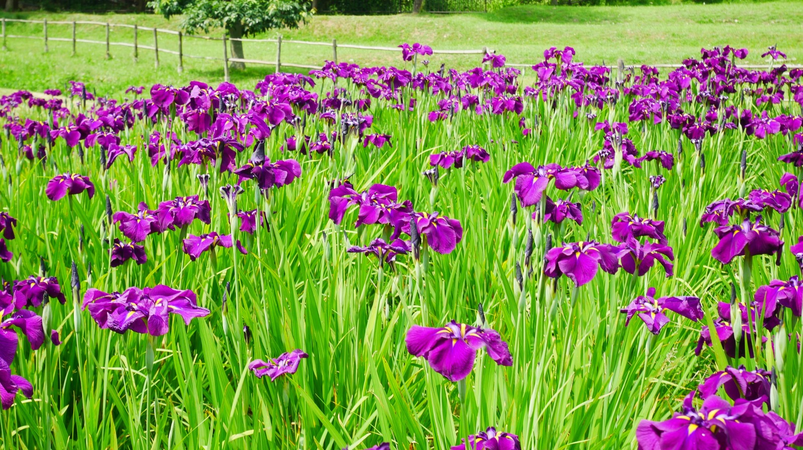 The Best Time To Plant Japanese Iris For Flourishing Blooms