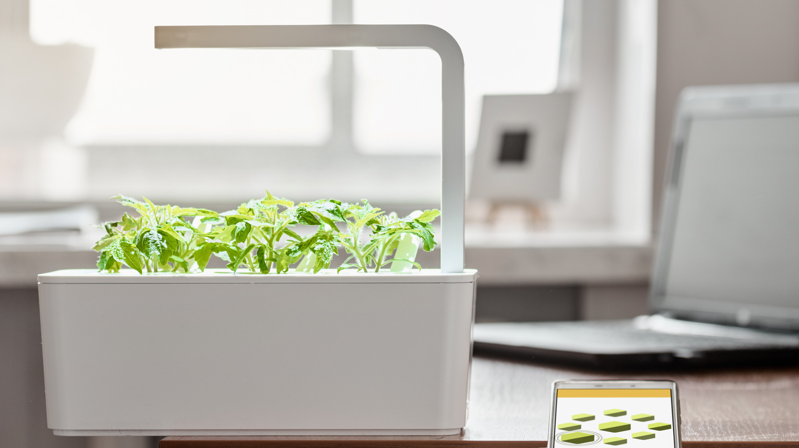 Why A Smart Garden Can Improve Your Home, And How To Start One