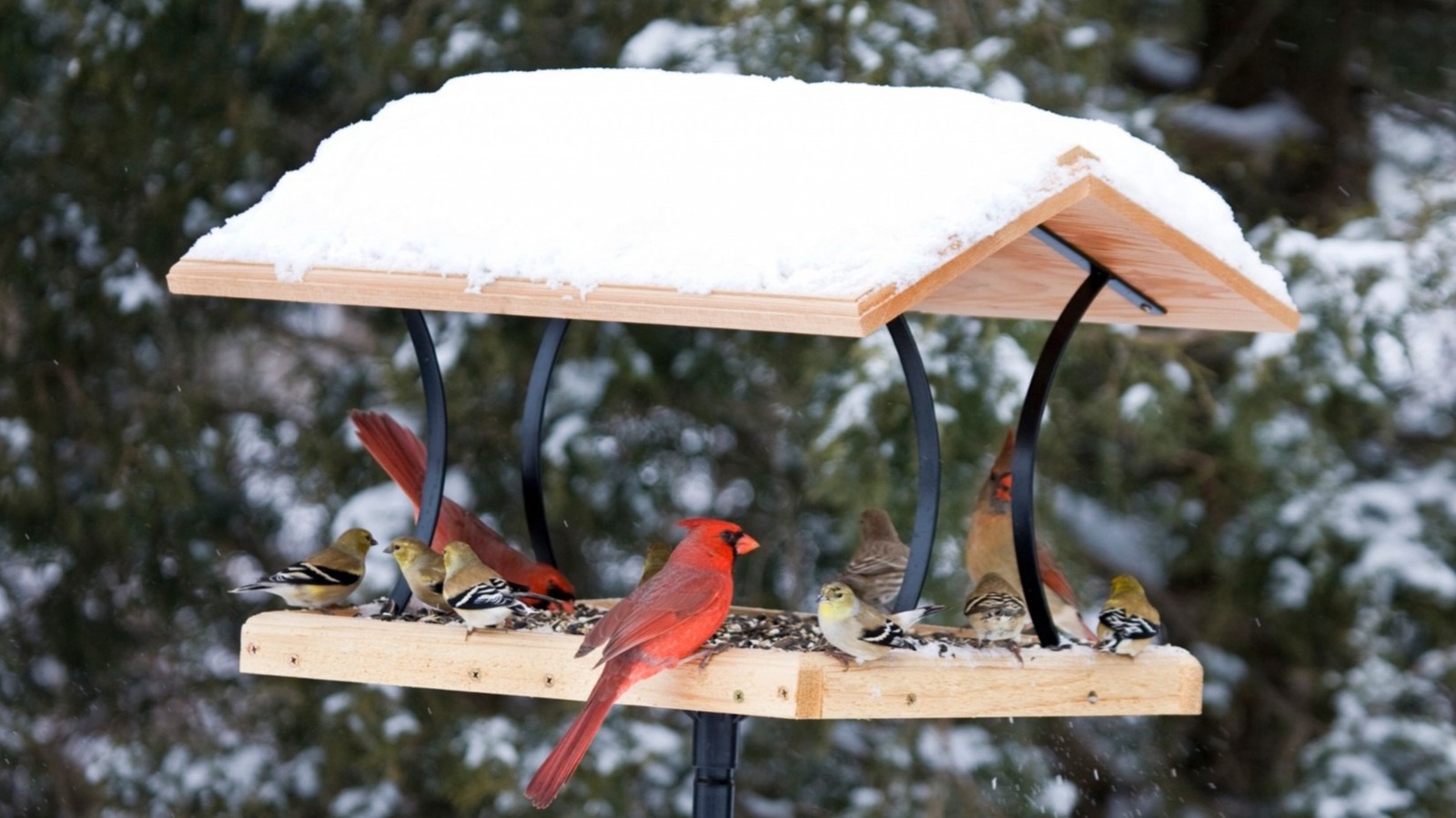 Why A Tray Bird Feeder Is Easier To Clean & Attracts Multiple Feathered ...