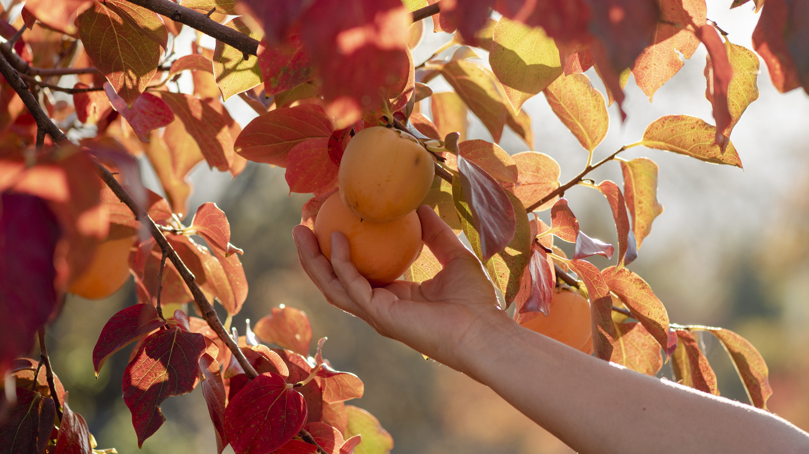 What Your Persimmon Seeds Can Tell You About The Upcoming Winter Weather
