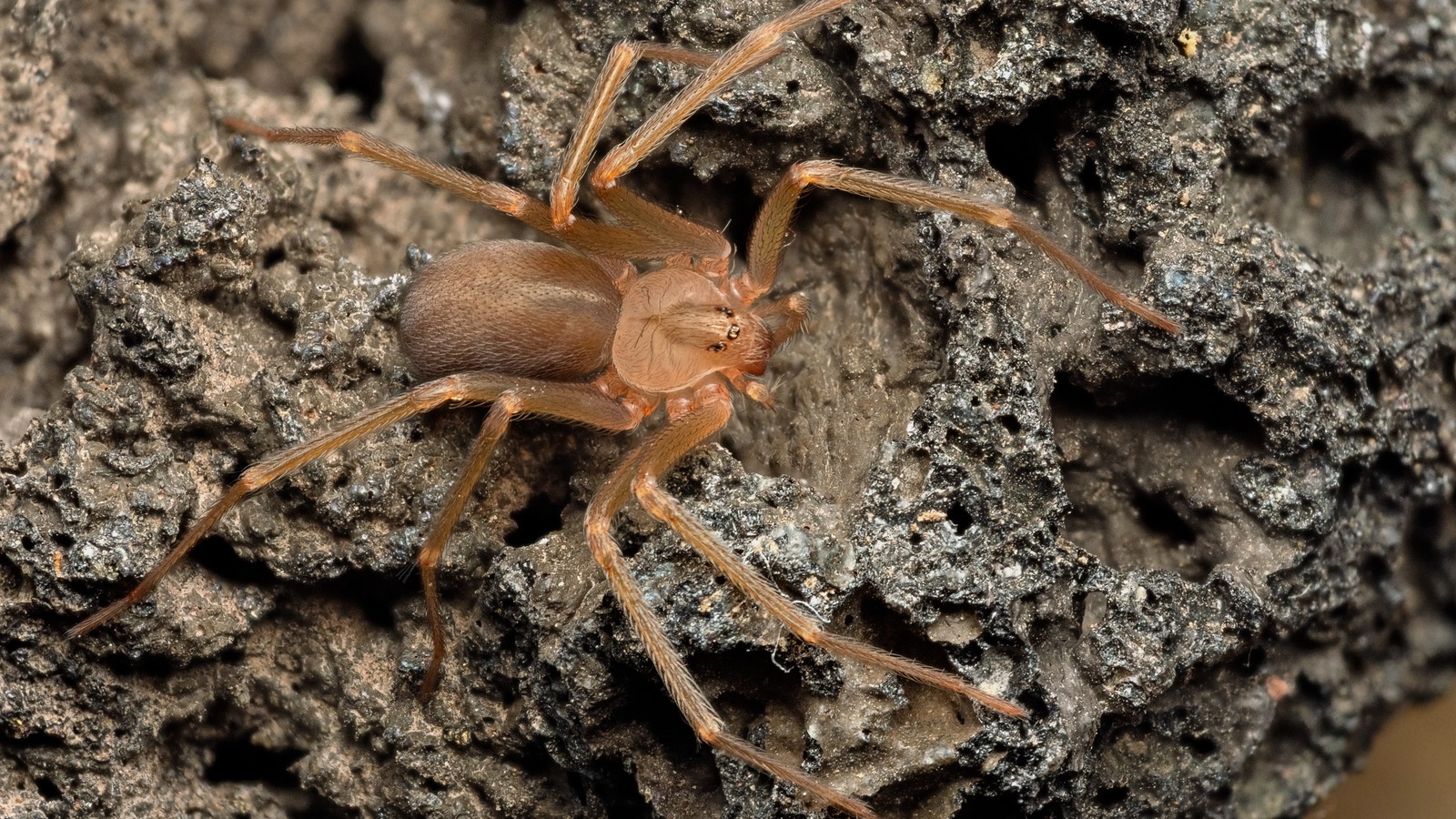 Brown Recluse Spiders Habitat