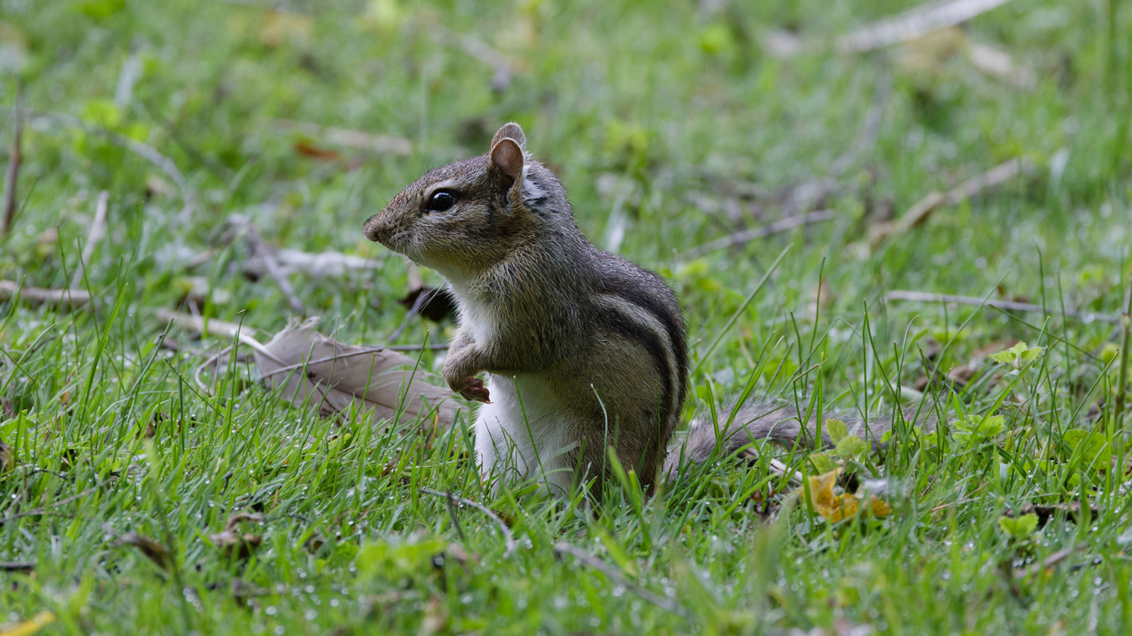 Why Do People Use Coffee To Repel Chipmunks And Does It Actually Work?