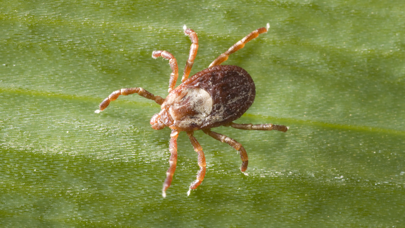Why Do People Use Garlic As A Tick-Repellent (& Does It Actually Pack A ...