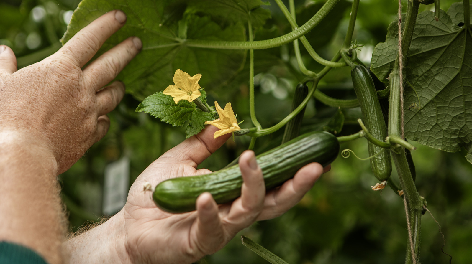 Why Fertilizer Could Cause A Problem For Growing Cucumbers