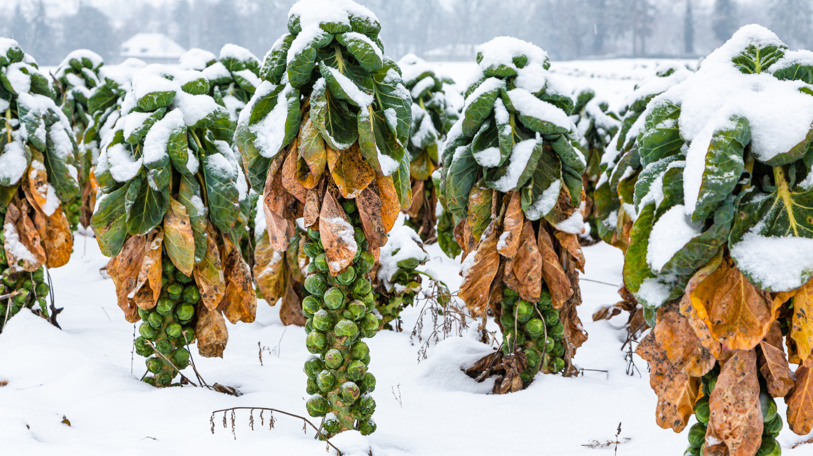 Why Late Winter Might Be The Best Time To Harvest Your Brussels Sprouts