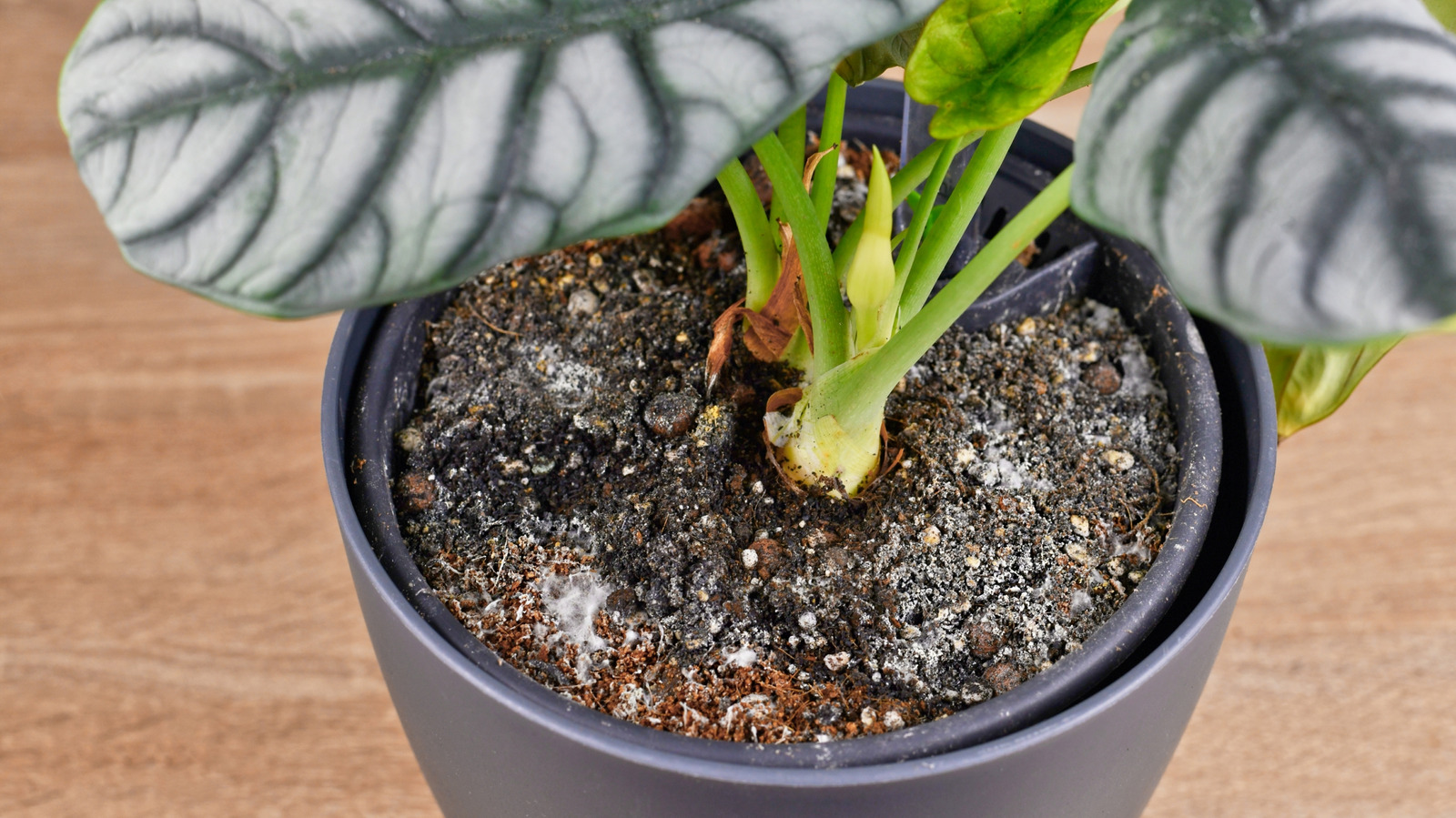 Why There Is Mold In Plant Soil (& Types To Look Out For)