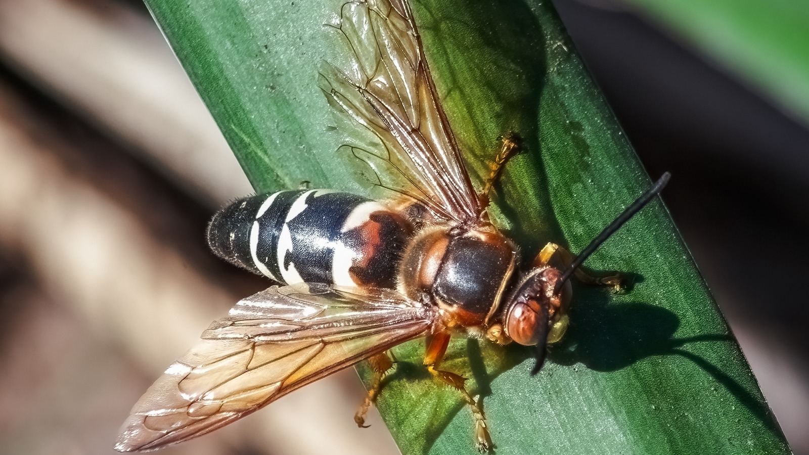 The Benefits Of Keeping Cicada Killer Wasps Around