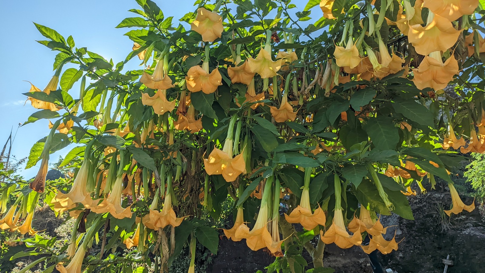 Why You Might Consider Getting Rid Of This Yellow Trumpet Flower