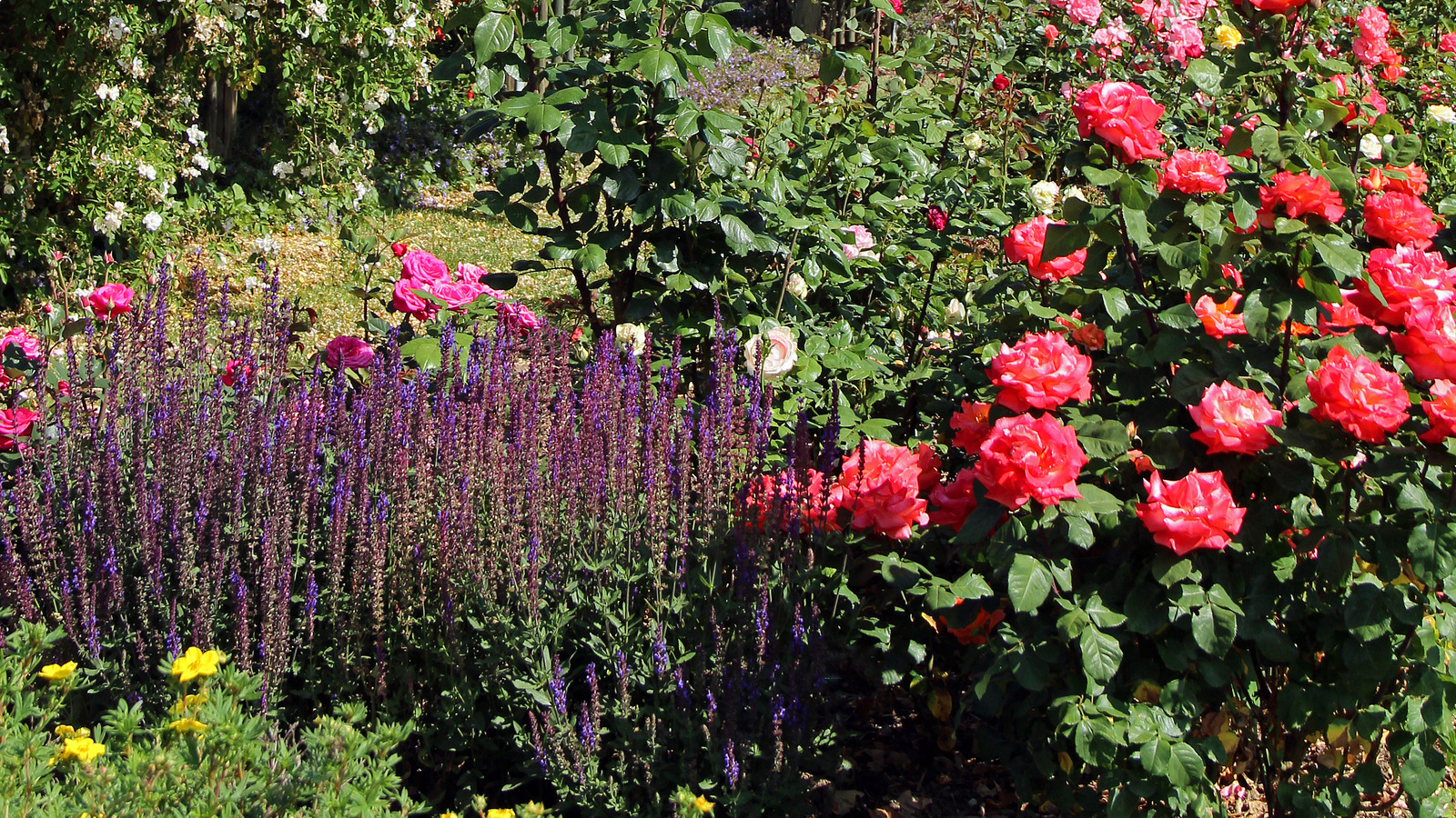 Why You Might Want To Plant Sage Next To Your Roses