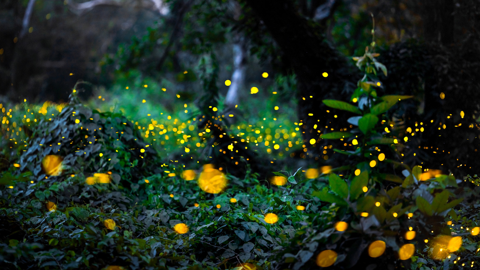 Why You Should Attract Fireflies To Your Yard If You Have A Slug Problem