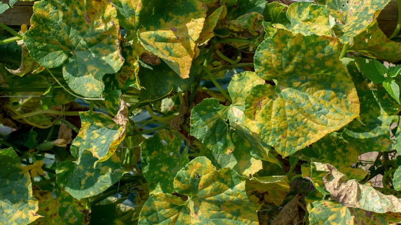 Why You Should Be Using Vinegar In Your Garden Why You Should Be Using Vinegar In Your Garden