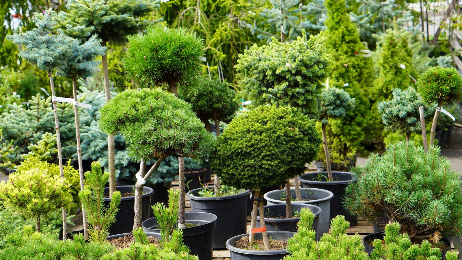 Why You Should Consider Dwarf Plants For Your Small Garden Space