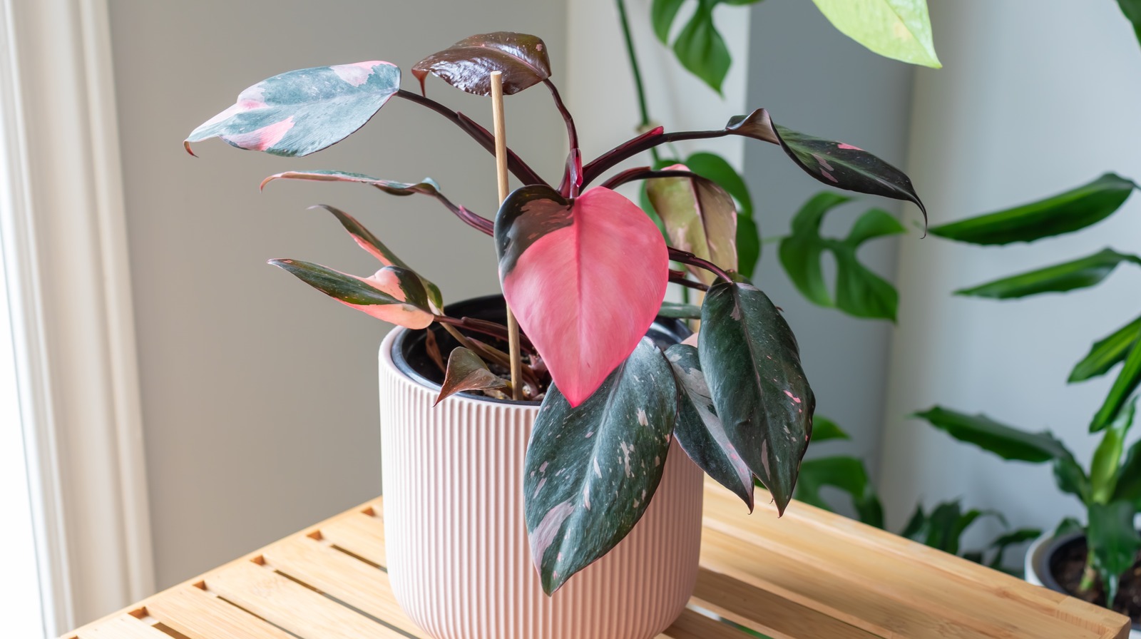Why You Should Cut Off Those Beautiful Solid Pink Princess Philodendron ...