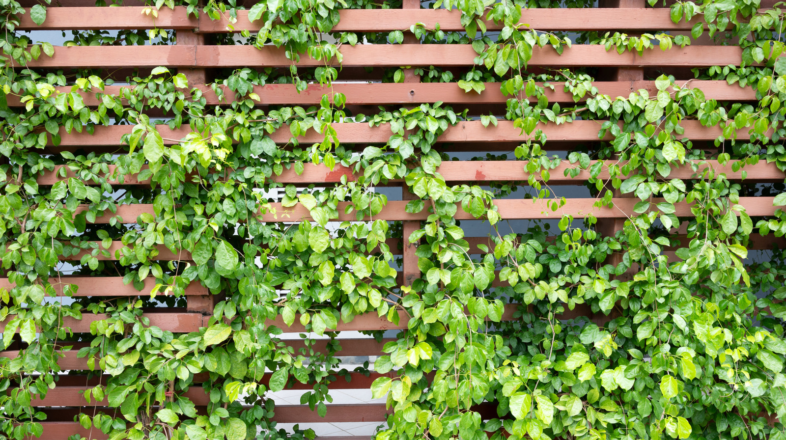 Why You Should DIY A Privacy Wall (And How To Do It)