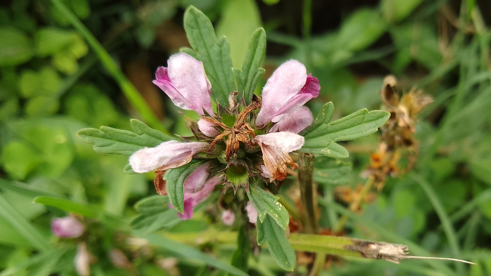 Why You Should Embrace These Native Lespedeza Weeds In Your Garden
