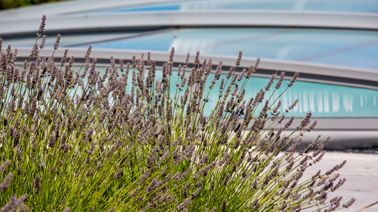 Why You Should Get Rid Of Lavender Around Your Pool Area