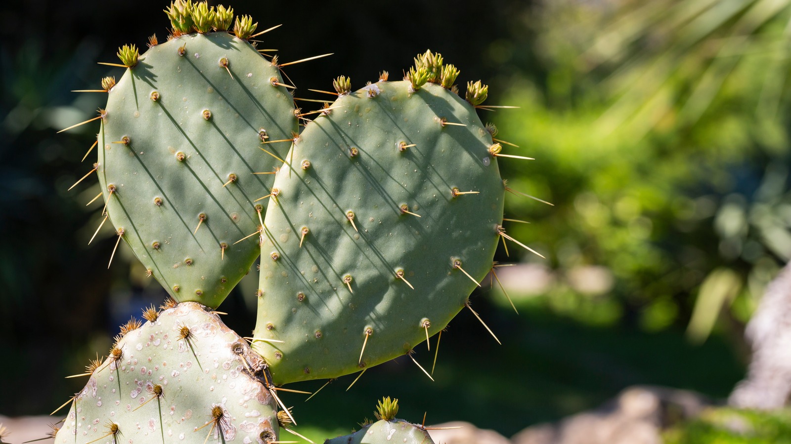 Why You Should Grow A Prickly Pear Cactus Next To Your Windows
