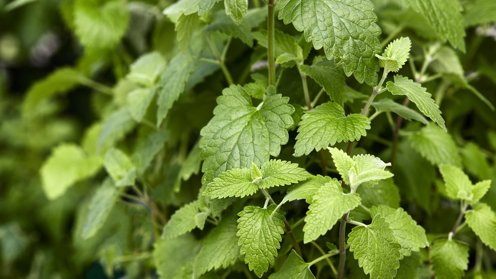 You Don't Need Cats To Grow The Beneficial Catnip Plant In Your Garden