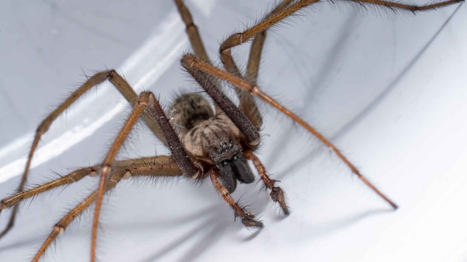 Why You Should Learn To Recognize A Giant House Spider (& What To Look ...