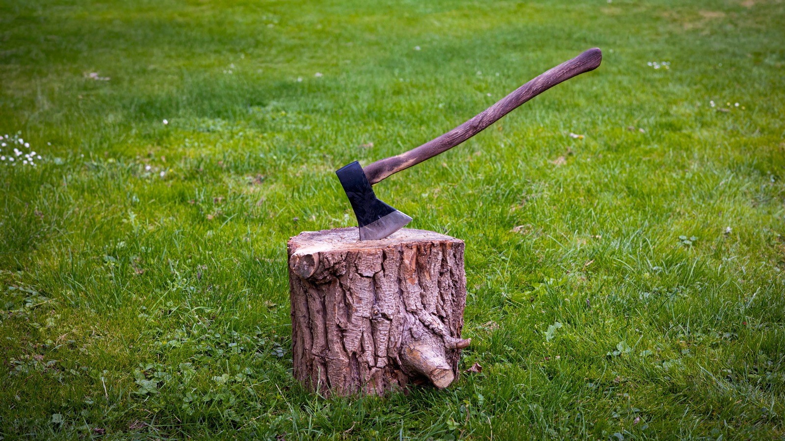 Why You Should Reconsider Burning A Tree Stump To Try And Remove It