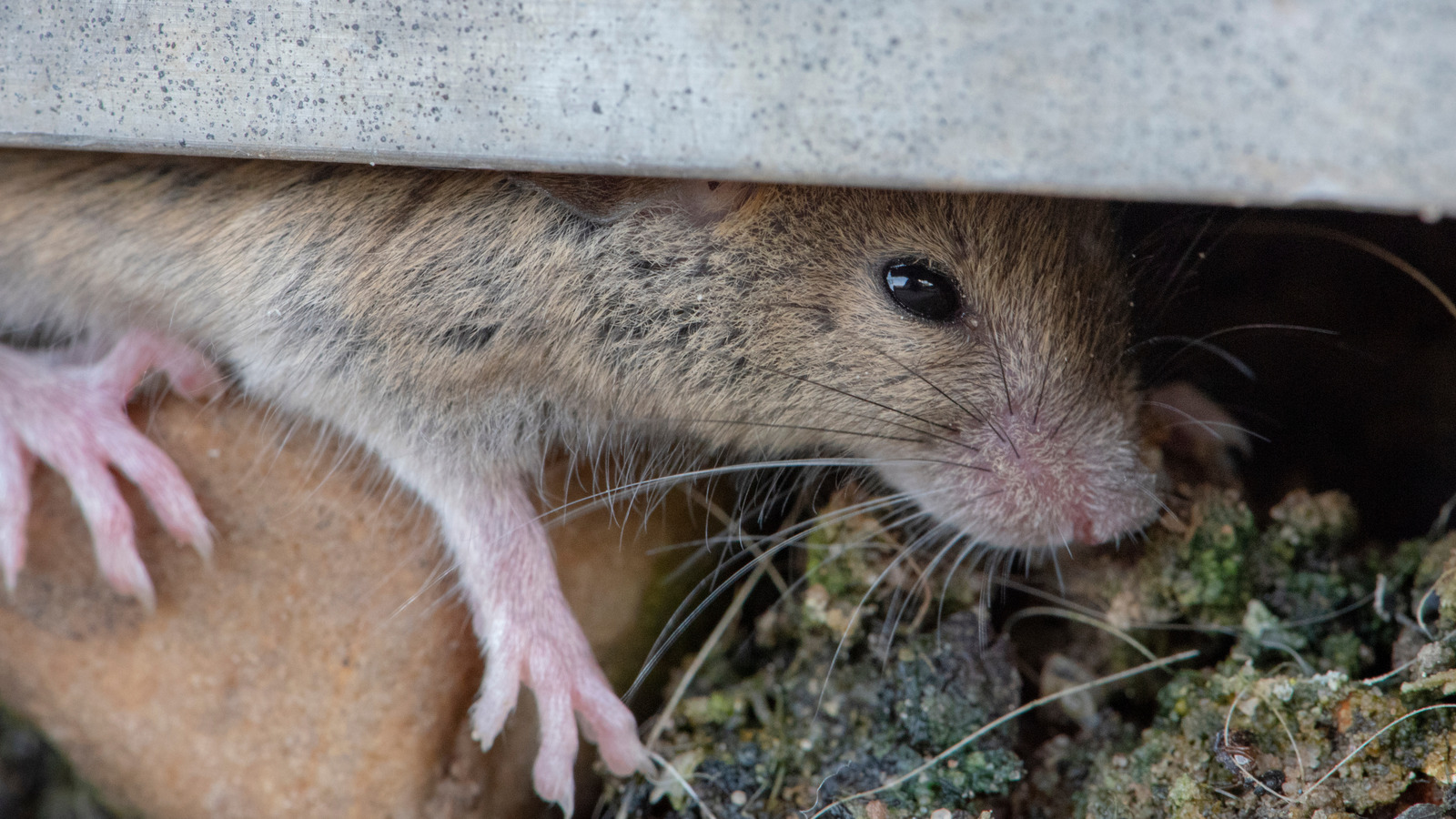 Why You Should Think Twice Before Using Rat Pesticides Underneath Your ...