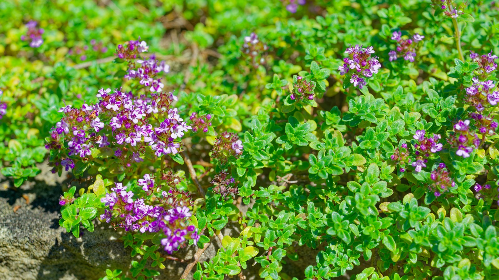 Why You Shouldn't Plant Creeping Thyme Under Shade Trees (& Better Alternatives To Try)