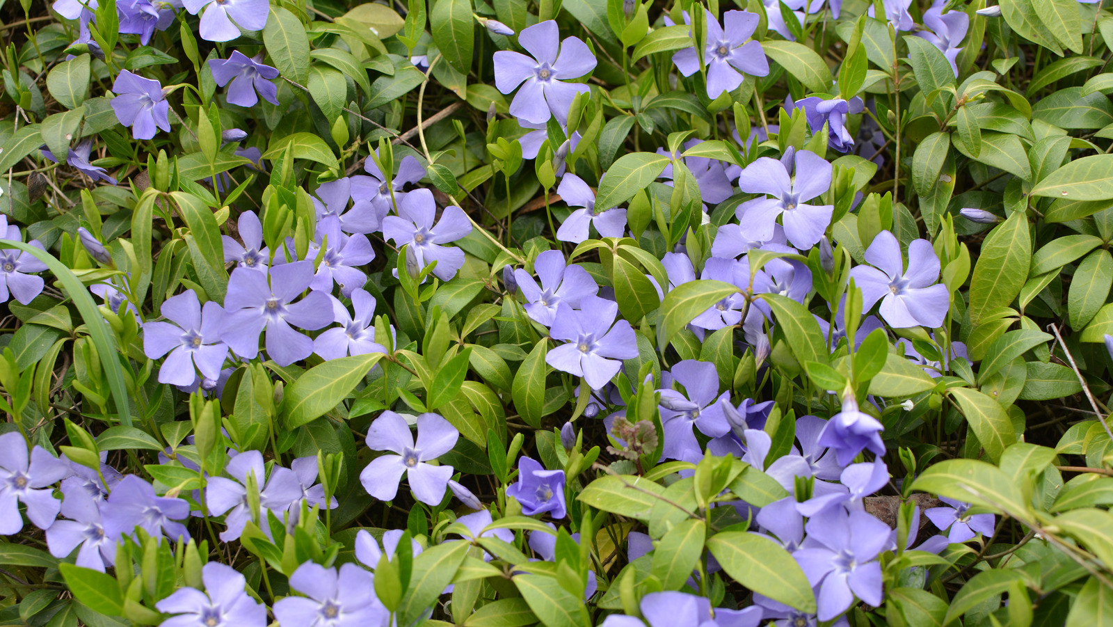 Why You Want To Be Cautious Before Planting Periwinkle