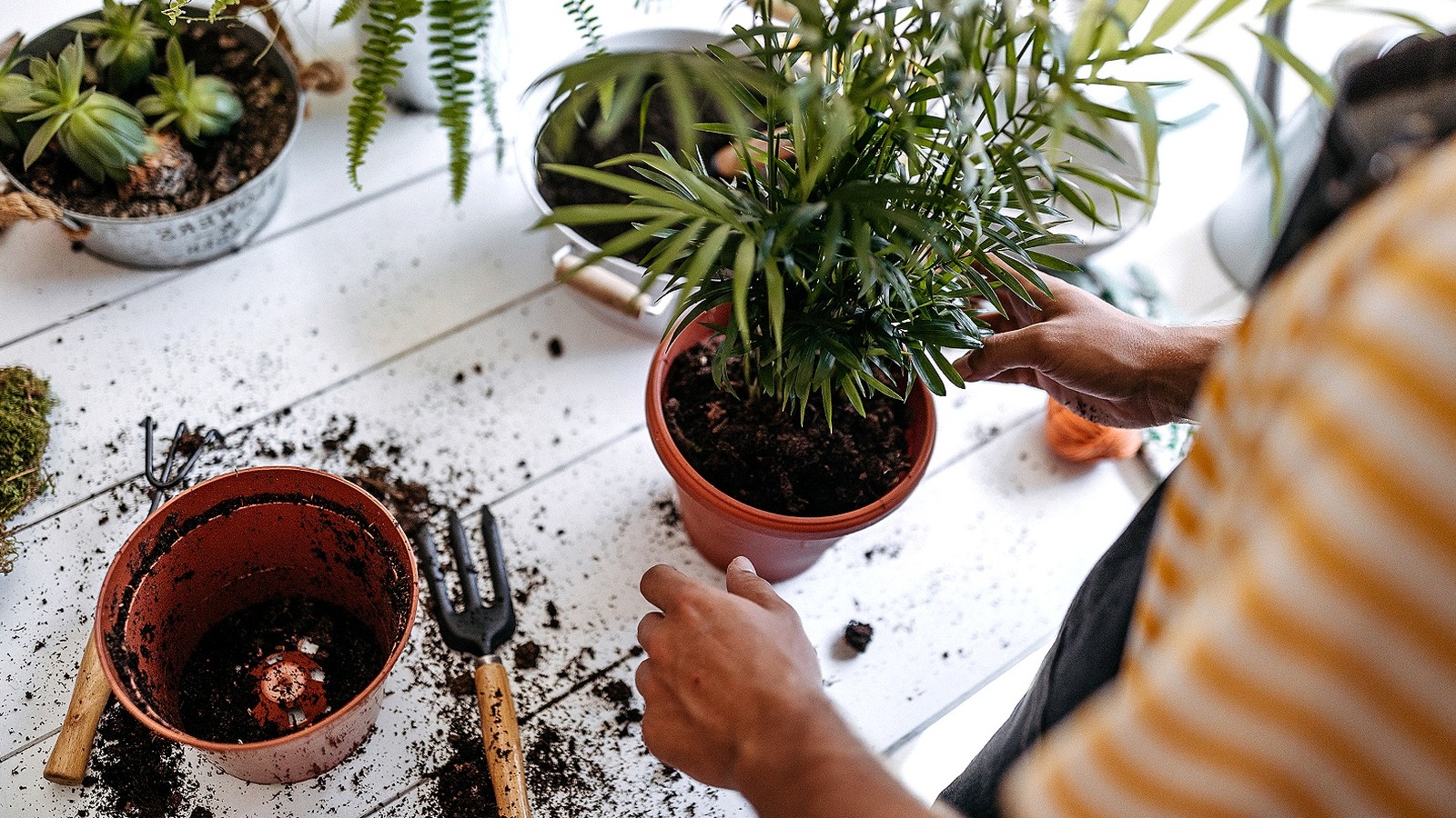 Why You'll Want To Start Filling Your Flower Pot With Aluminum Foil