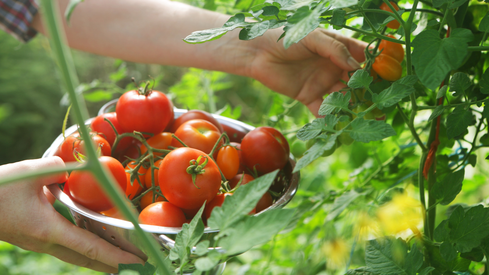 How To Use Yeast To Make Your Tomatoes Thrive In The Garden