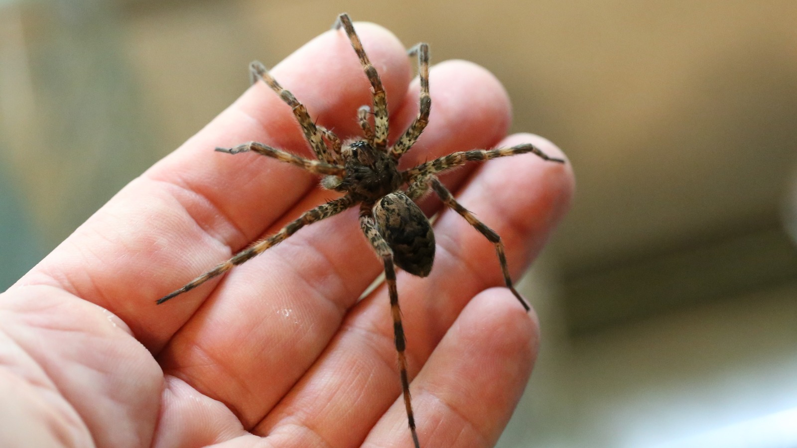 Wolf Spiders Will Be A Thing Of The Past With A Few Items You Already ...
