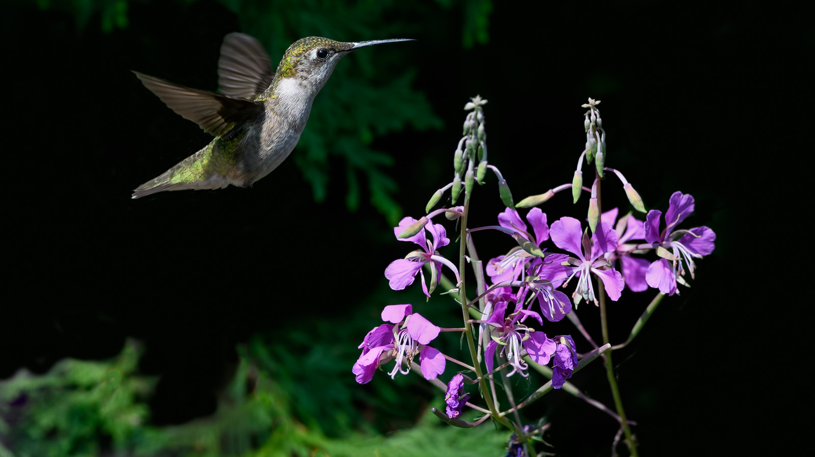 Yes, You Can Attract Hummingbirds By Growing Fireweed, But Is It A Good ...