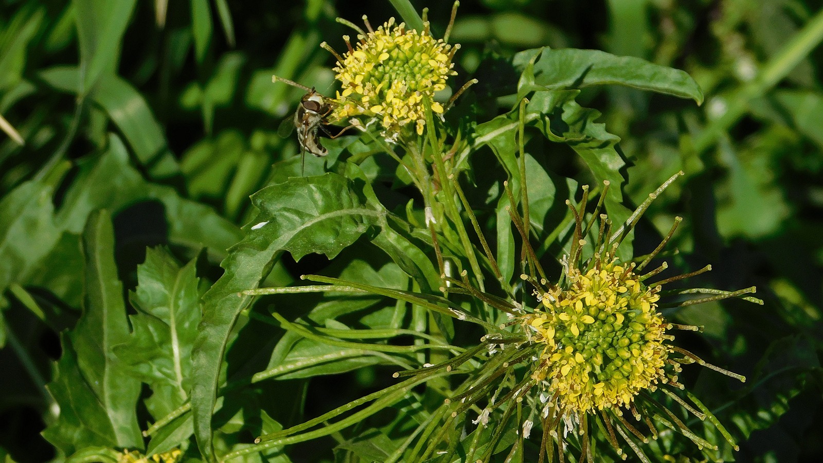 Protect Native Plants By Removing Invasive London Rocket From Your Yard