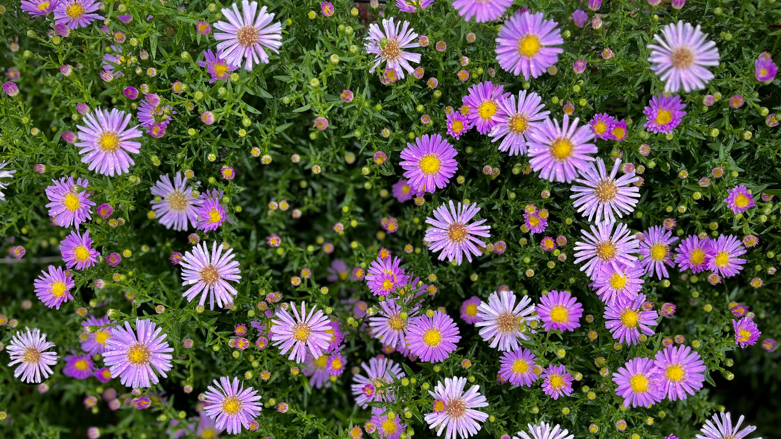 The Benefits Of Growing Asters And Chrysanthemums Together In The Garden