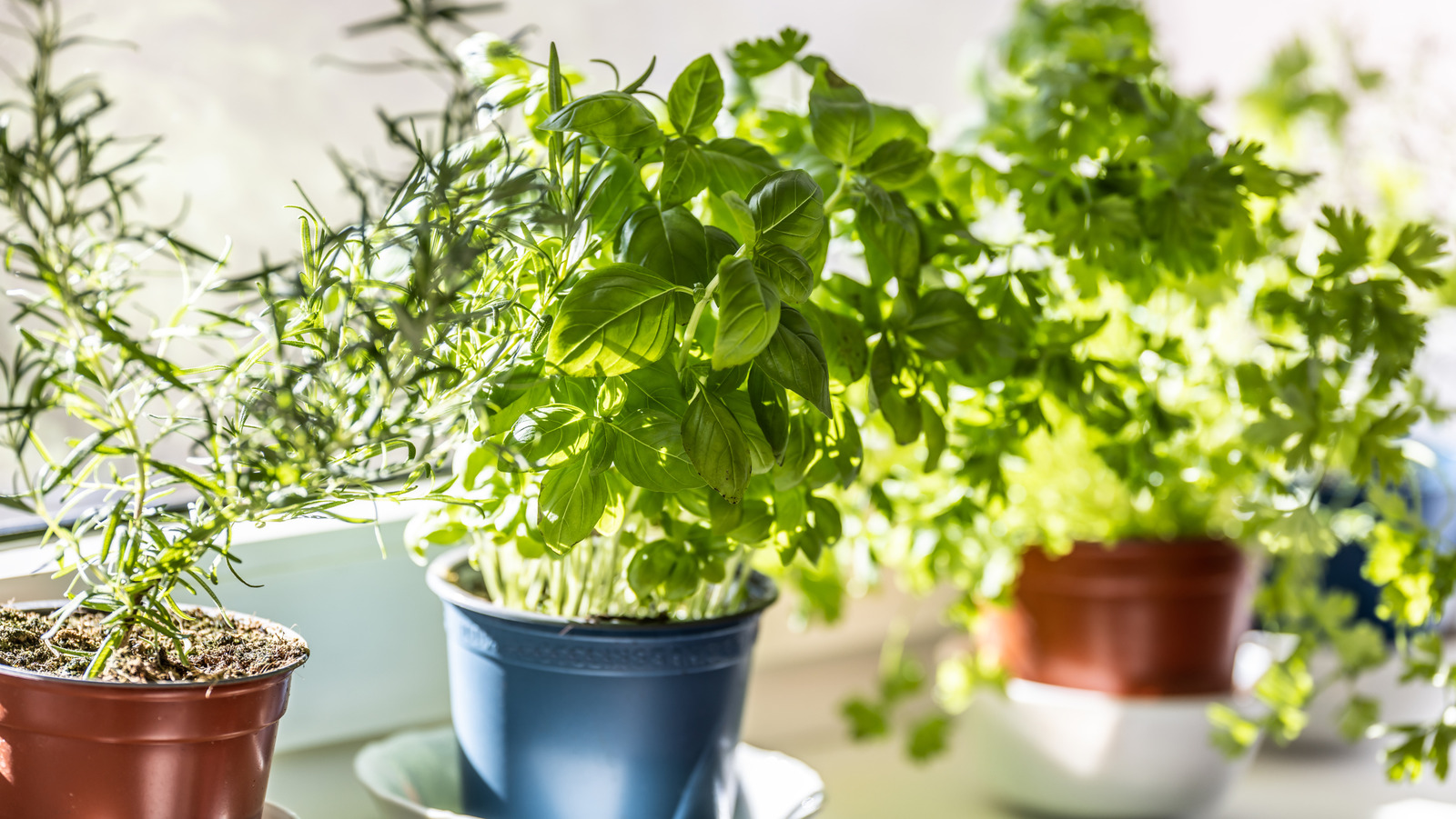 Your Kitchen Herbs Will Look Like Art With A Modern-Looking Grow Frame