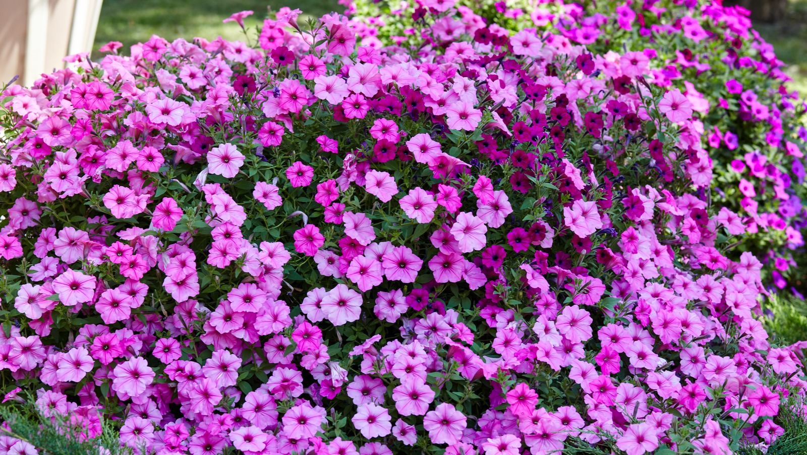 Your Petunias Will Thrive Alongside These 10 Companion Plants