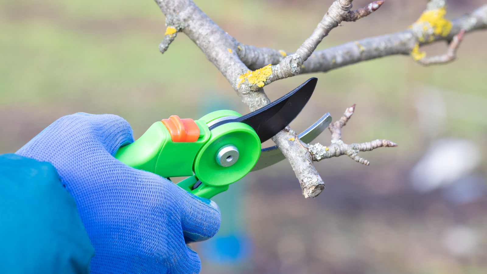 Your Pruning Shears Will Work Better Than Ever With A Little Help From ...
